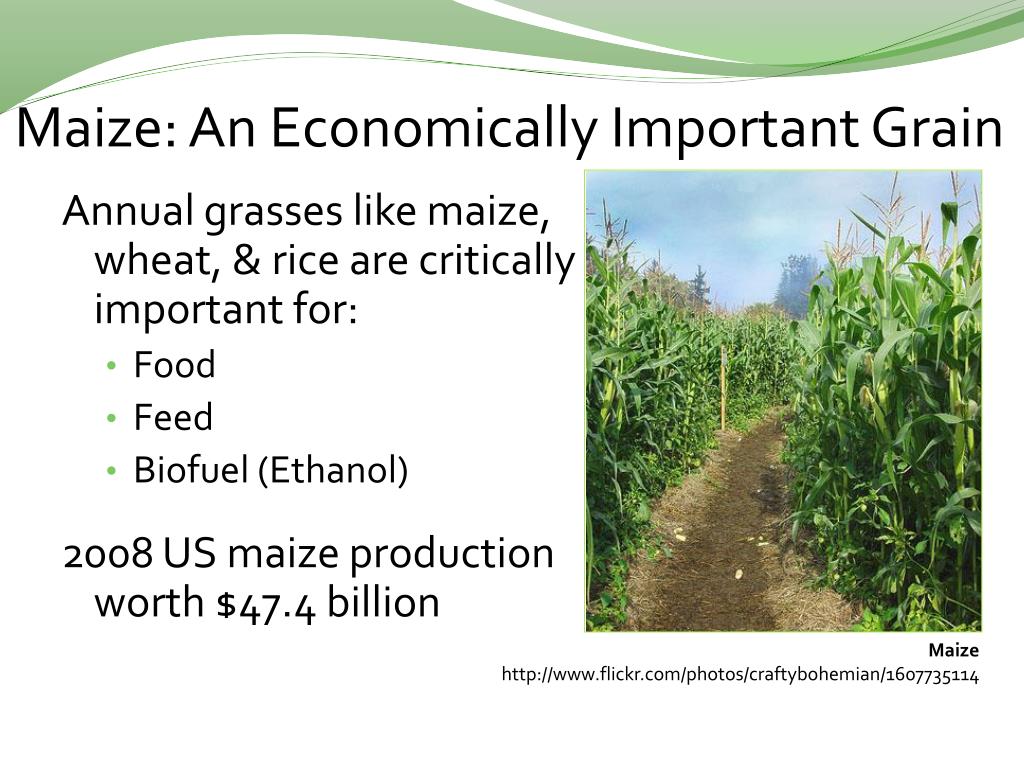 PPT - The role of the phytohormone gibberellic acid in maize embryo ...