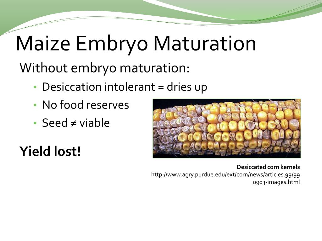 PPT - The role of the phytohormone gibberellic acid in maize embryo ...