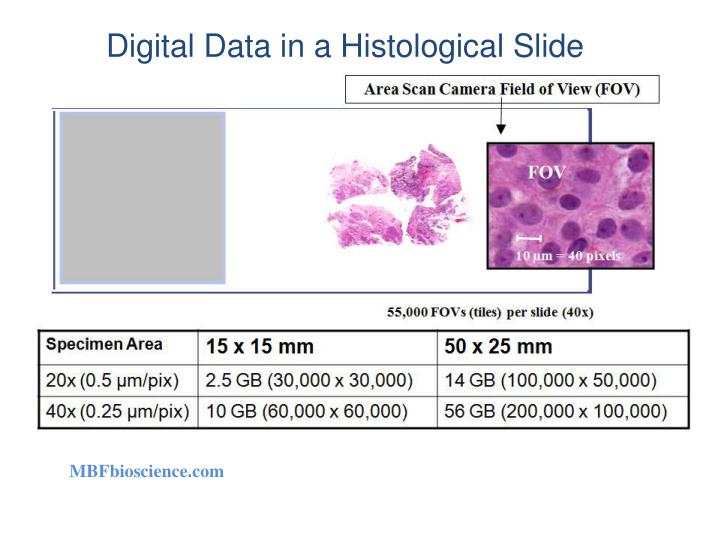 PPT - ONLINE Histology Course PowerPoint Presentation - ID:1576960