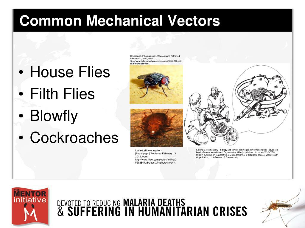 PPT - Shoo Fly, Don’t Infect Me! Mechanical Vectors of Bacterial GI ...