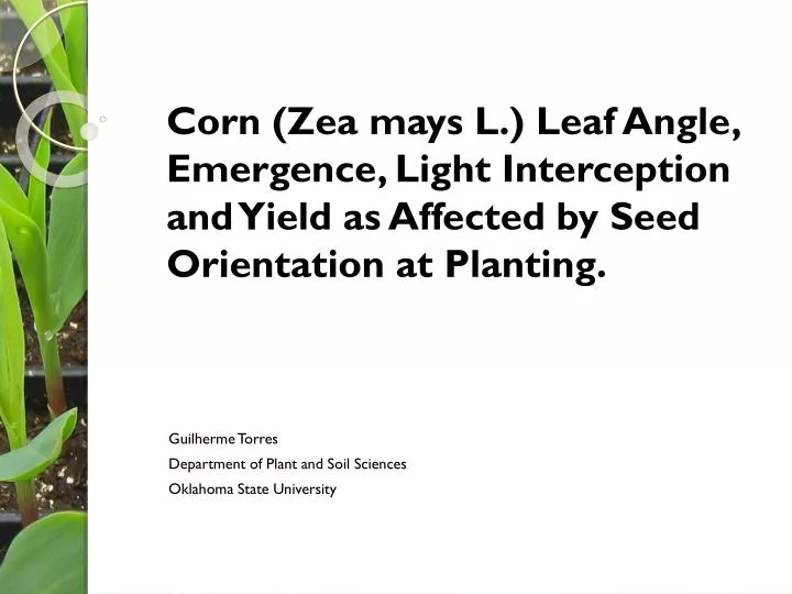 PPT - Corn ( Zea mays L.) Leaf Angle, Emergence, Light Interception and ...