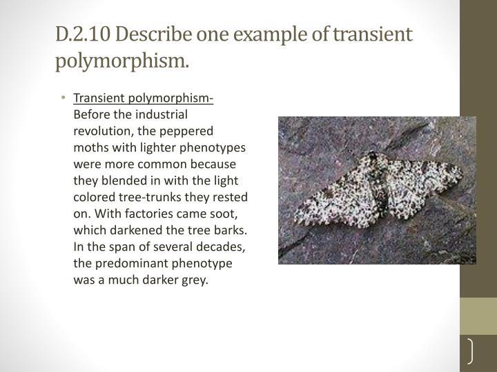 PPT - Option D: Evolution PowerPoint Presentation - ID:1580708