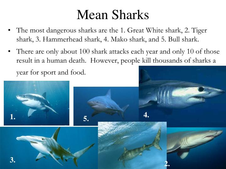 PPT - Shark! PowerPoint Presentation - ID:1582205
