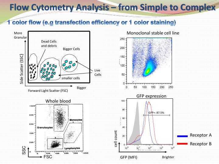 PPT - Flow Cytometry 101: the “what, why and how” IMMU7040 ...