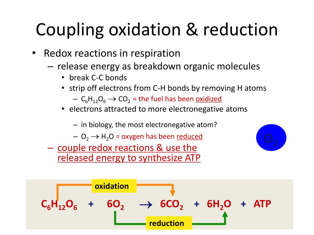 PPT - Overview of Cellular Respiration: Harvesting Stored Energy ...