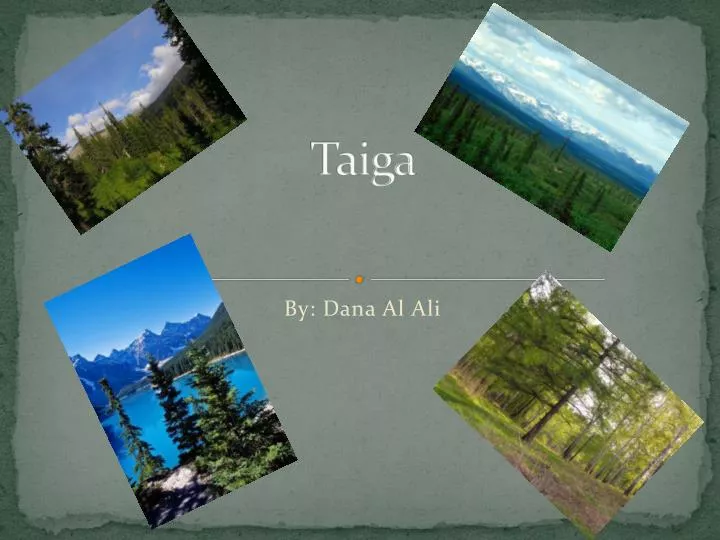 PPT - Taiga PowerPoint Presentation, free download - ID:1586448
