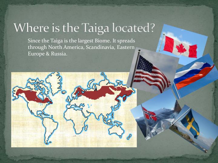 PPT - Taiga PowerPoint Presentation - ID:1586448