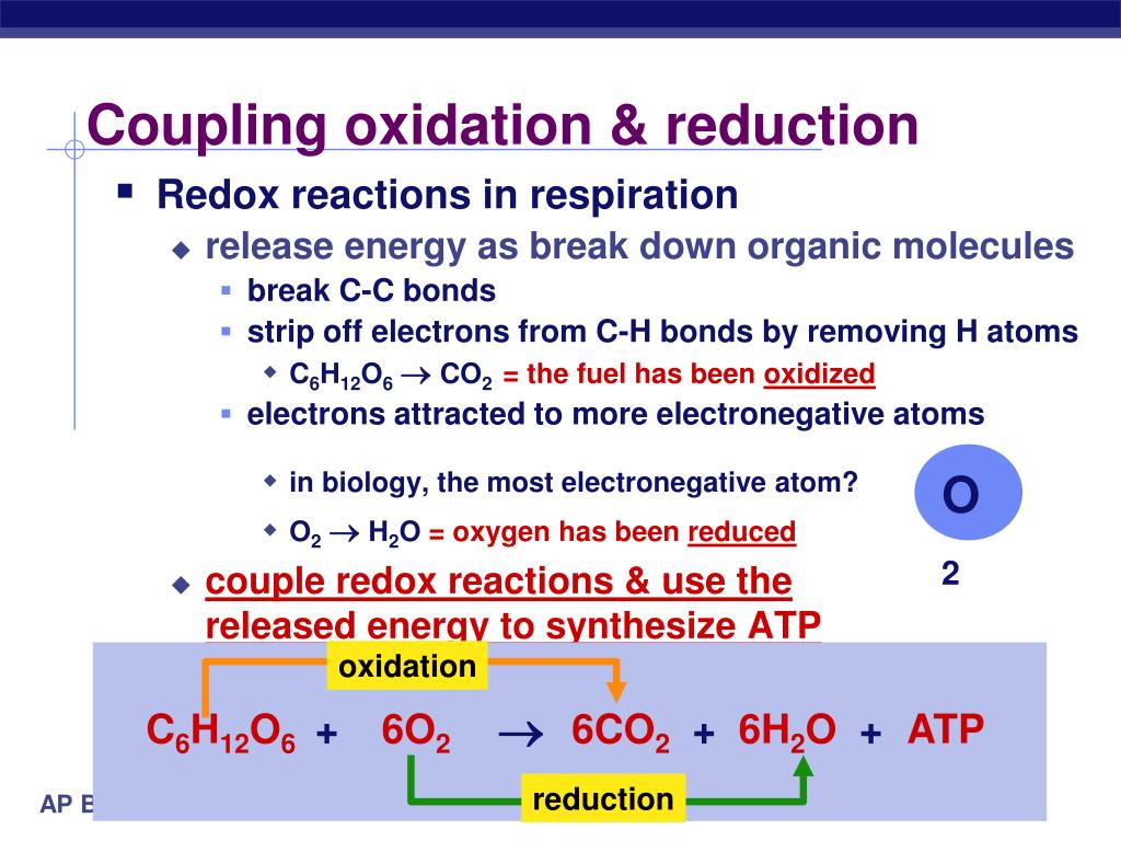 PPT - Cellular Respiration Harvesting Chemical Energy PowerPoint ...