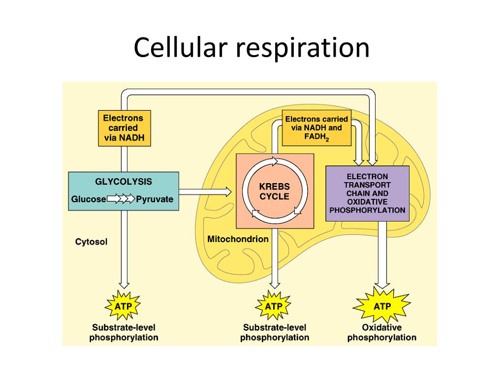 PPT - Cellular Respiration Harvesting Chemical Energy PowerPoint ...
