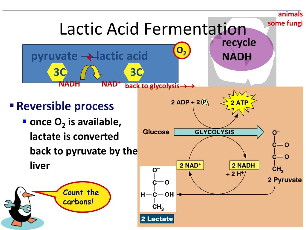PPT - Cellular Respiration Harvesting Chemical Energy PowerPoint ...
