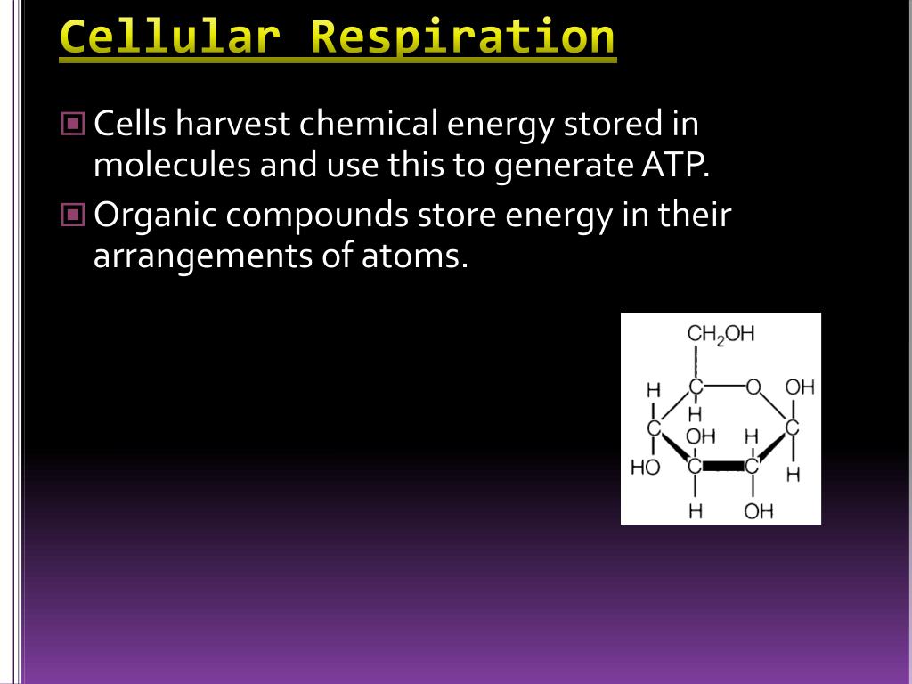 PPT - Cellular Respiration: Harvesting Chemical Energy PowerPoint ...