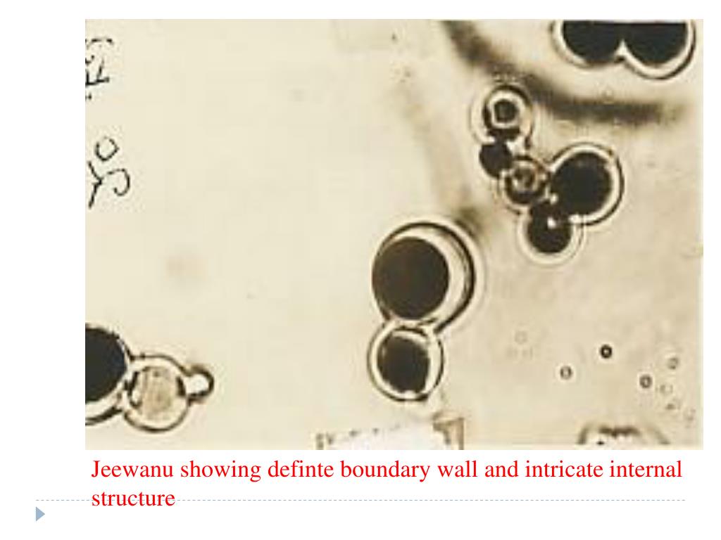 PPT - Vinod Kumar Gupta, Department of Zoology, C.M.D . Post Graduate ...