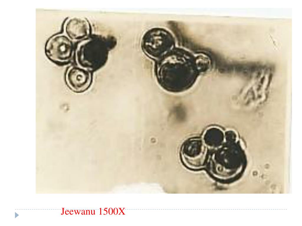 PPT - Vinod Kumar Gupta, Department of Zoology, C.M.D . Post Graduate ...