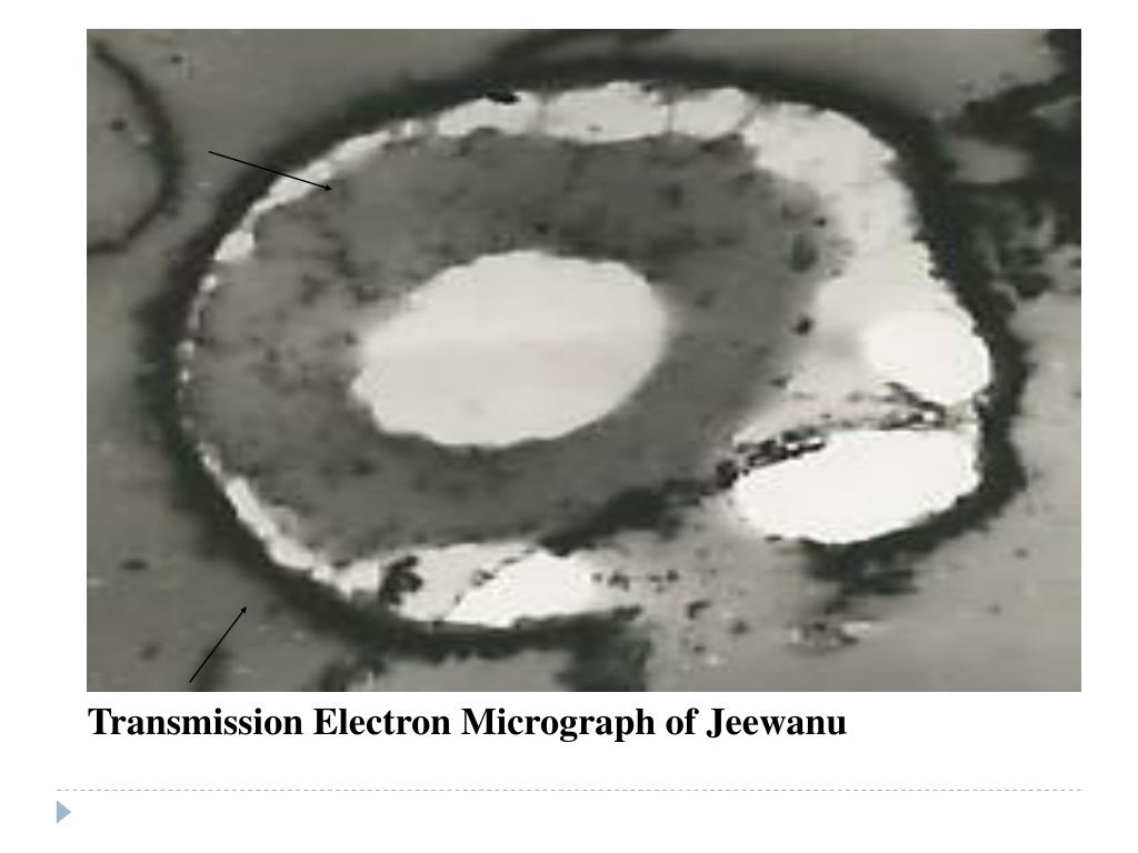 PPT - Vinod Kumar Gupta, Department of Zoology, C.M.D . Post Graduate ...