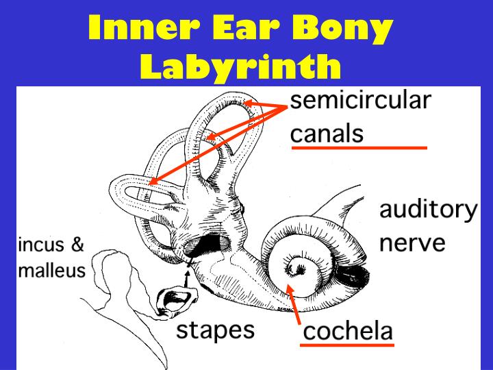 PPT - Ear: Sound & Balance PowerPoint Presentation - ID:1588305