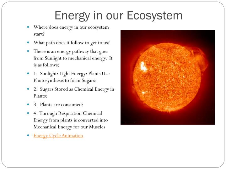 PPT - Energy flow in Ecosystems PowerPoint Presentation - ID:1588646