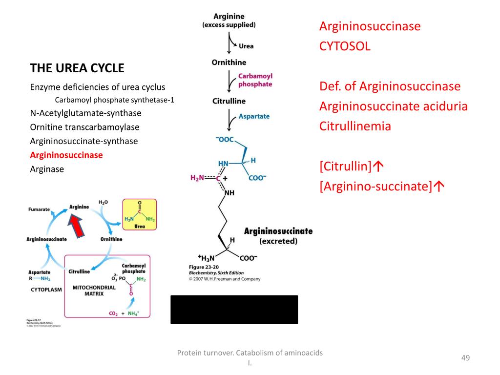 PPT - Protein turnover . Catabolism of aminoacids I PowerPoint ...