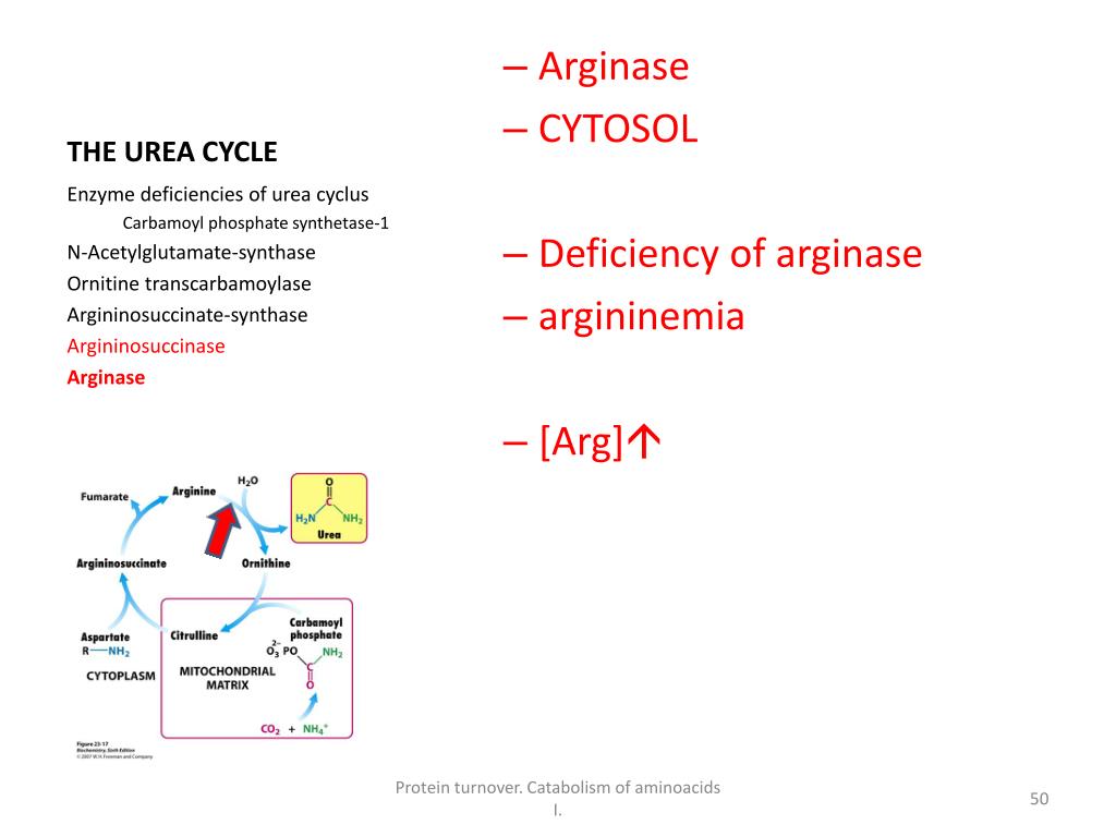 PPT - Protein turnover . Catabolism of aminoacids I PowerPoint ...