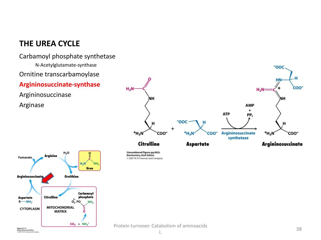 PPT - Protein turnover . Catabolism of aminoacids I PowerPoint ...
