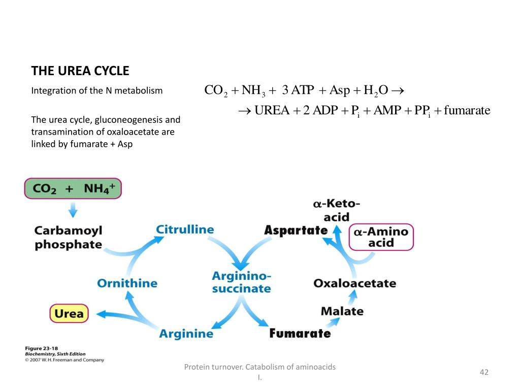 PPT - Protein turnover . Catabolism of aminoacids I PowerPoint ...