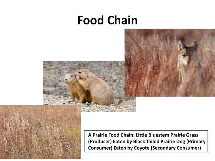 PPT - Food Chains, Food Webs, and Energy Pyramids PowerPoint ...