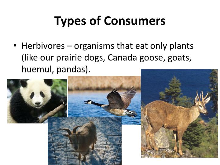 PPT - Food Chains, Food Webs, and Energy Pyramids PowerPoint ...
