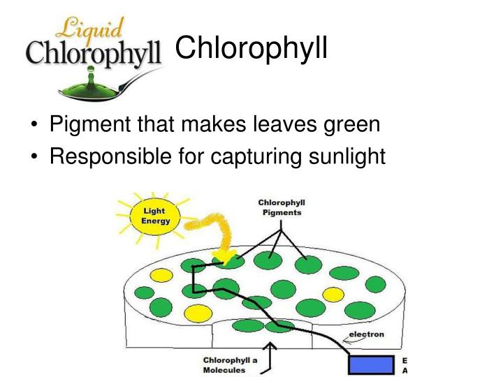 PPT - Plant Vocabulary PowerPoint Presentation - ID:1589276