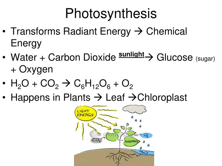 PPT - Plant Vocabulary PowerPoint Presentation - ID:1589276