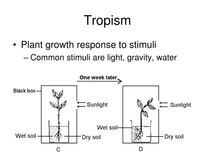 PPT - Plant Vocabulary PowerPoint Presentation - ID:1589276