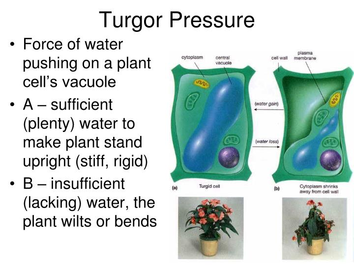 PPT - Plant Vocabulary PowerPoint Presentation - ID:1589276