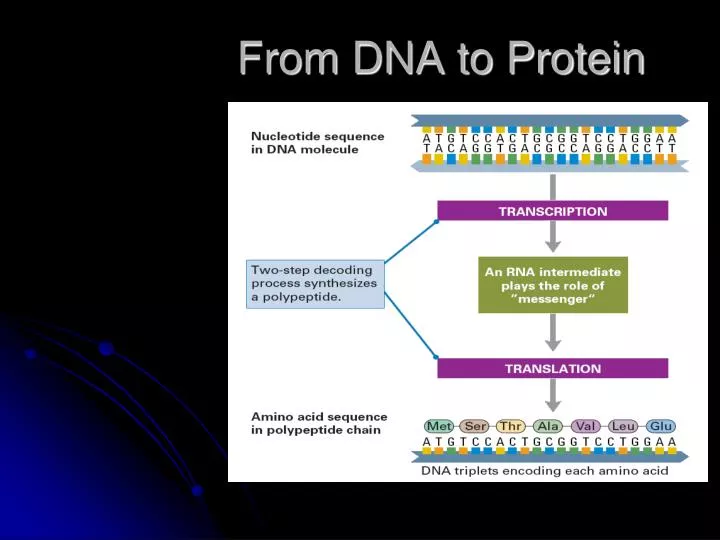 PPT - From DNA to Protein PowerPoint Presentation, free download - ID ...