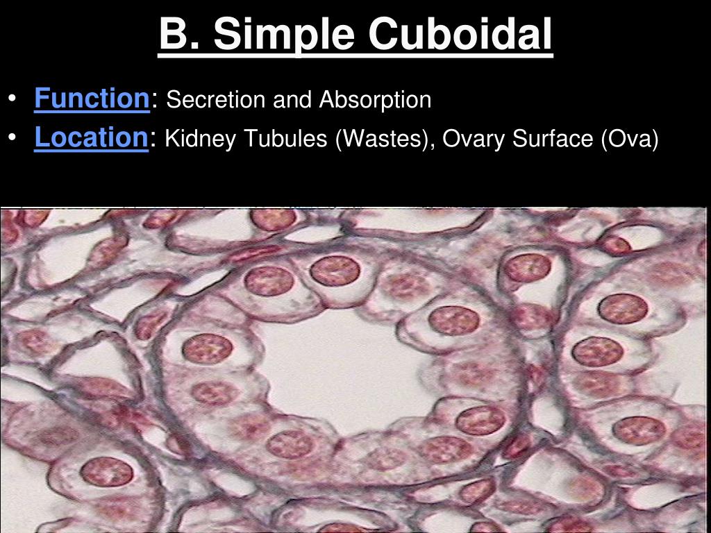 PPT - Headings Vocabulary Important Information PowerPoint Presentation ...