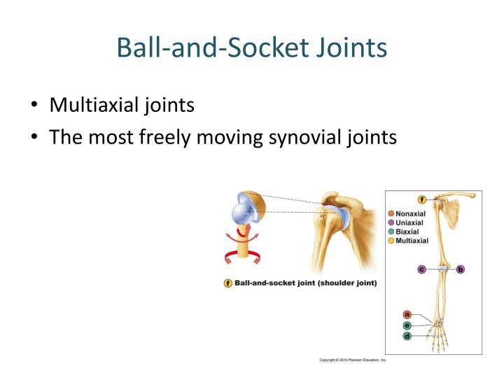 PPT - Joints PowerPoint Presentation - ID:1589956