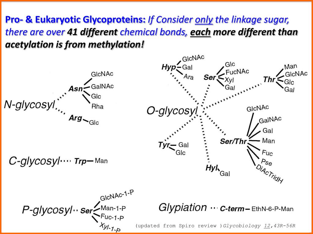 PPT - The Role of Glycans in Biology: Integrating Carbohydrates into ...