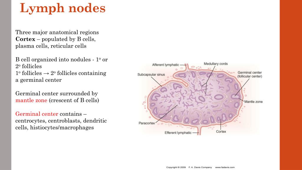 PPT - Lecture 8 and 9 Lymphomas; Multiple Myeloma, Plasma cell ...