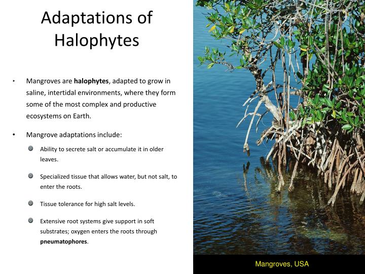 PPT - Adaptations PowerPoint Presentation - ID:1594839