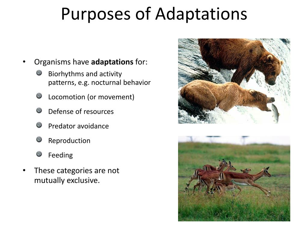 Ppt Adaptations In Organisms Powerpoint Presentation