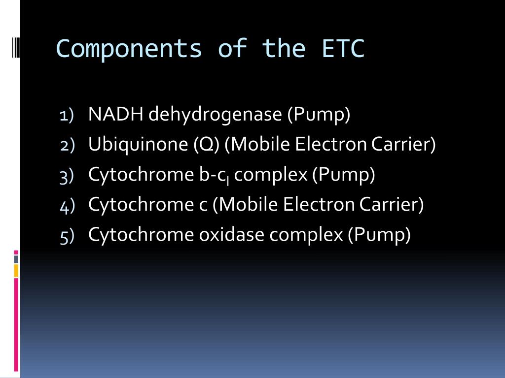 PPT - Electron transport and chemiosmosis PowerPoint Presentation, free ...