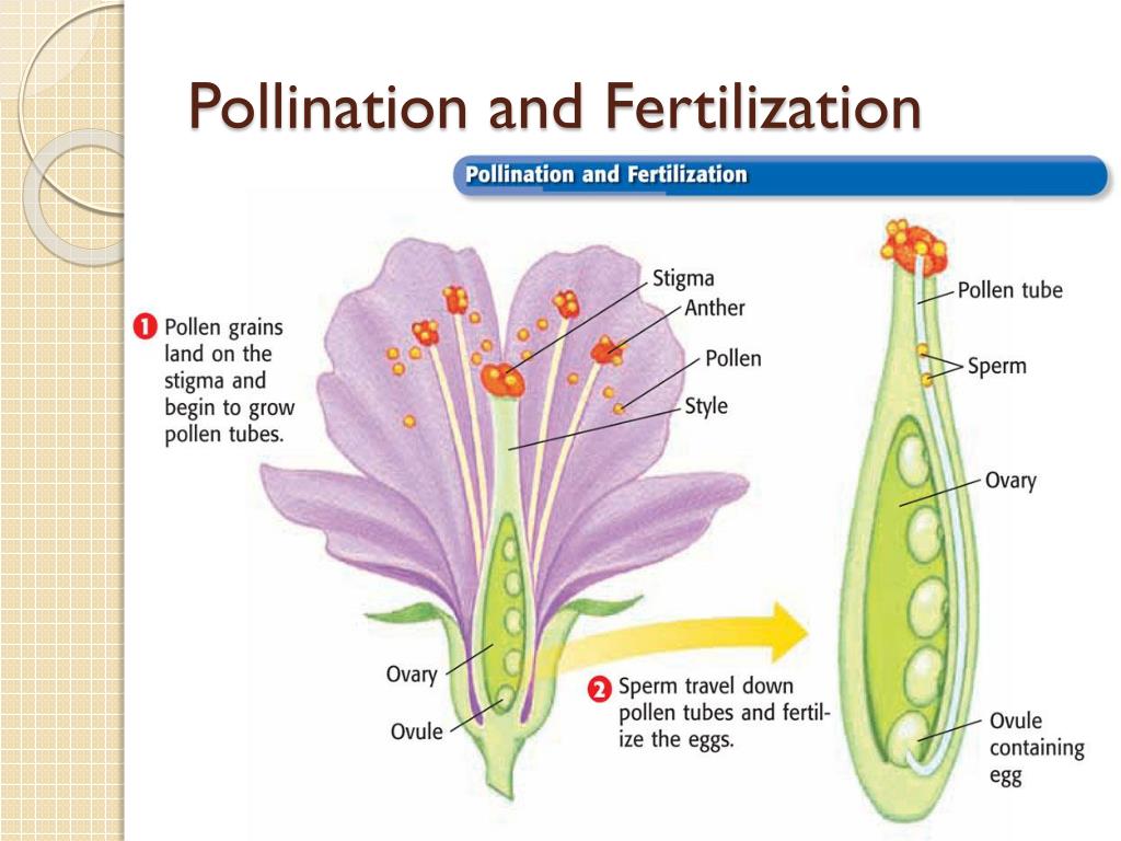 PPT - Understanding Plant Processes: Photosynthesis, Fertilization, and ...