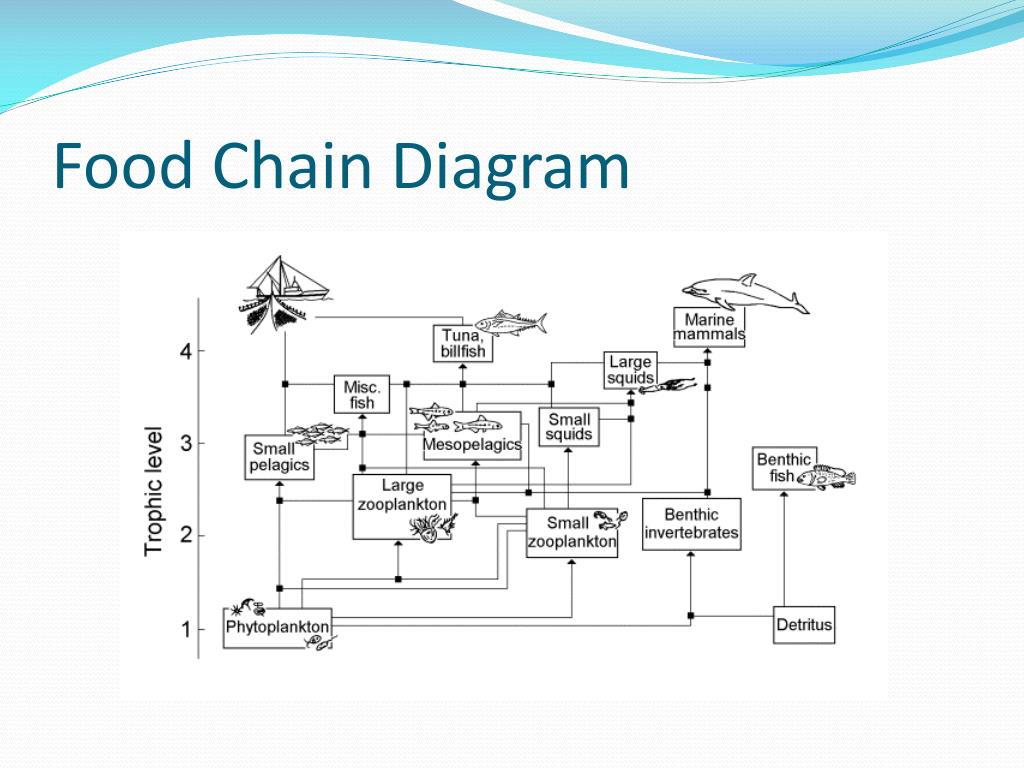 PPT - Marine Animal Life: Deep Water PowerPoint Presentation, free ...