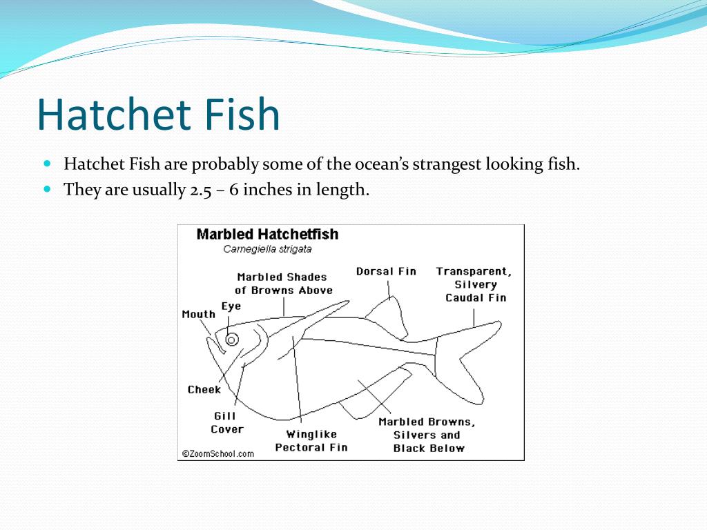 PPT - Marine Animal Life: Deep Water PowerPoint Presentation, free ...