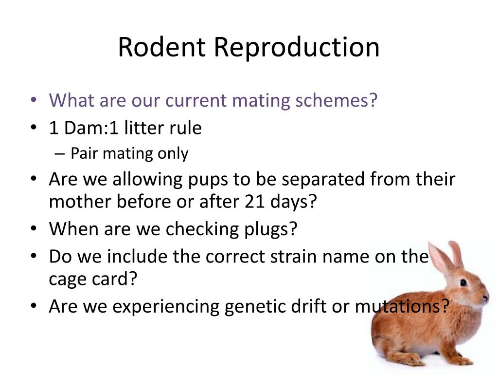 PPT - USC Laboratory Animal Training Annual Refresher PowerPoint ...