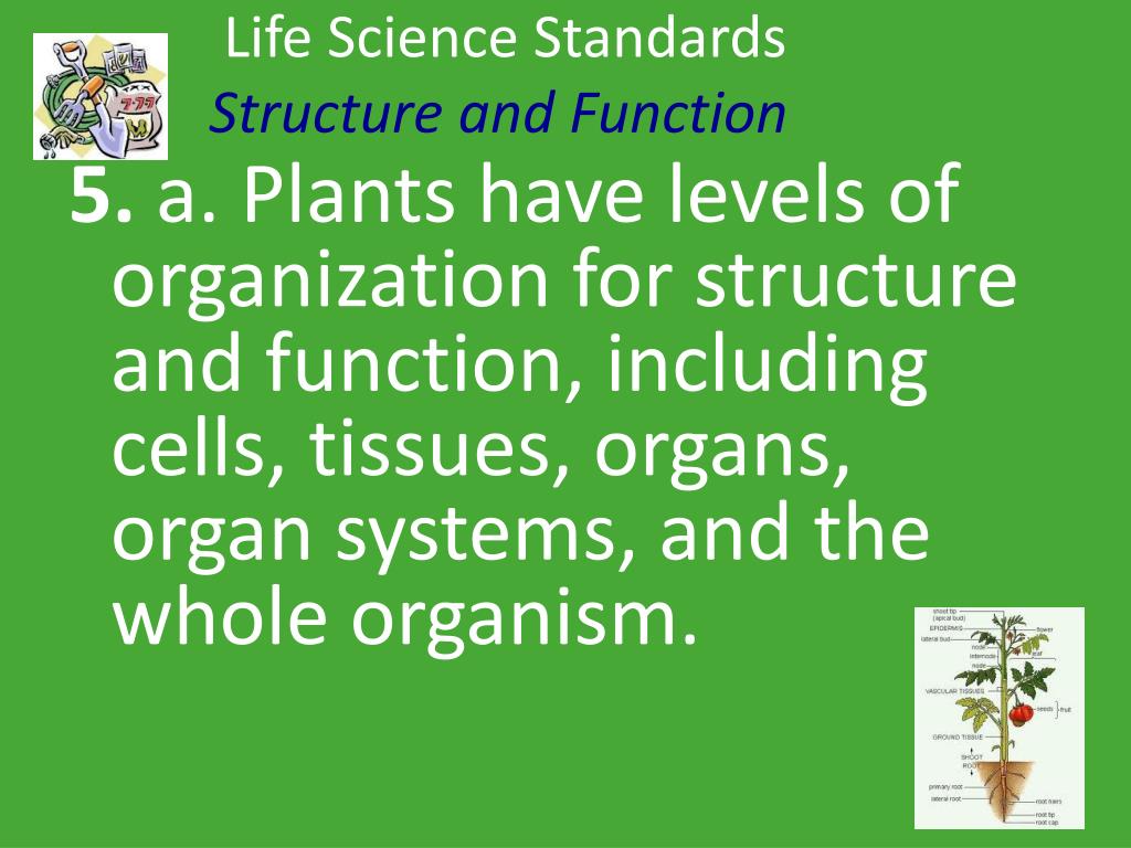 PPT - Understanding Cell Biology: Foundations of Life Science and ...