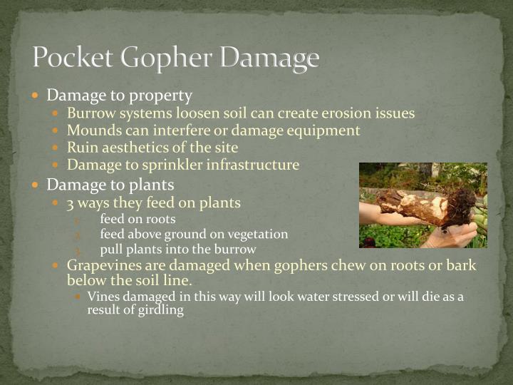 PPT - Pocket Gopher PowerPoint Presentation - ID:1600532
