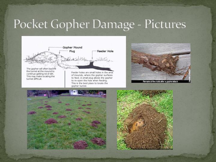 PPT - Pocket Gopher PowerPoint Presentation - ID:1600532