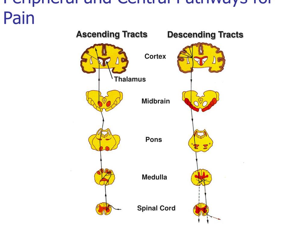 PPT - Contemporary Pain Assessment and Management in Today’s Adult and ...