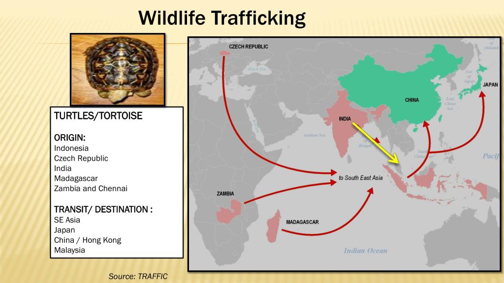 PPT - BIOLOGICAL DIVERSITY AND THE ILLEGAL WILDLIFE TRADE IN MALAYSIA ...
