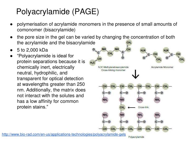 PPT - Gel Electrophoresis PowerPoint Presentation - ID:1602497