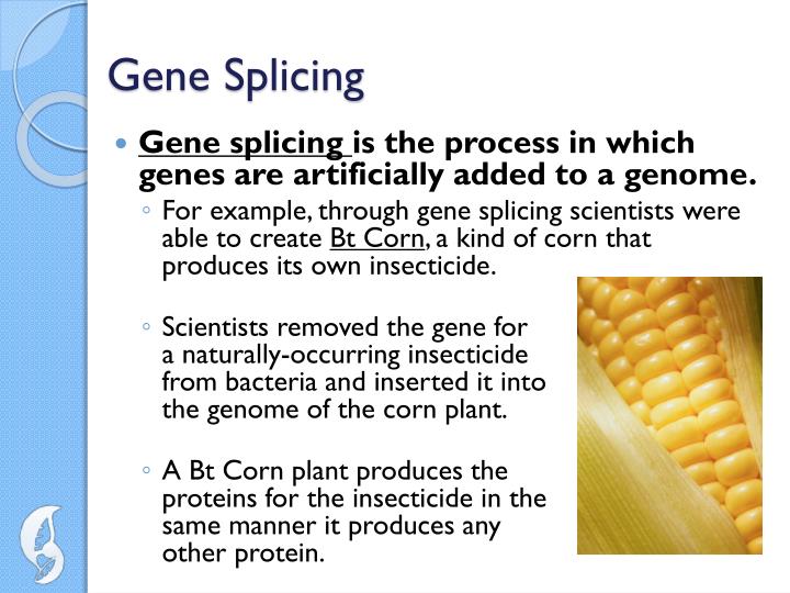 PPT - Biotechnology in Agriculture PowerPoint Presentation - ID:1603433