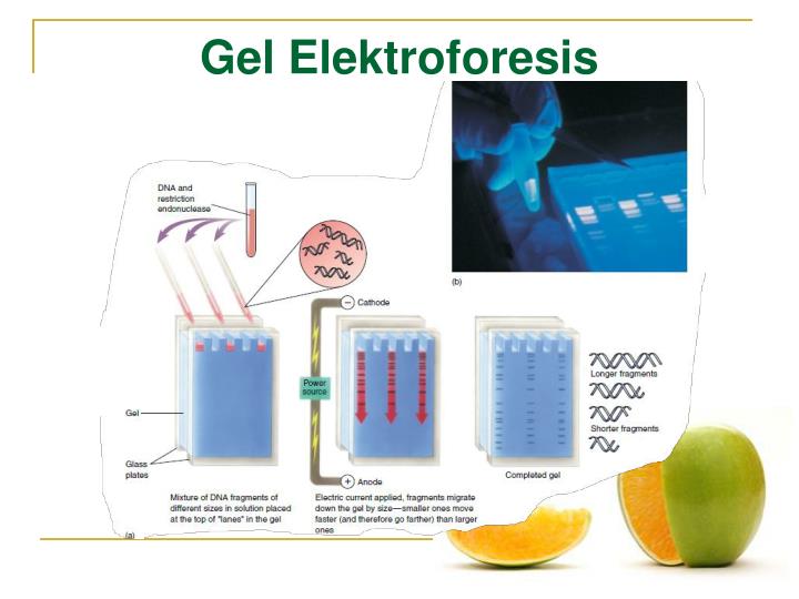 PPT - TEKNOLOGI DNA REKOMBINAN PowerPoint Presentation - ID:1603497